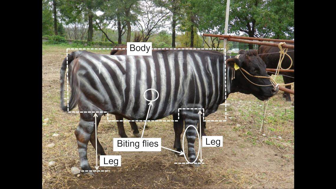 Cows painted with zebra stripes deter flies, study says | Kansas City Star
