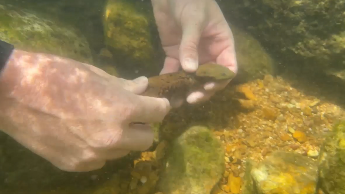 10,000th endangered hellbender released into Missouri river | Kansas ...