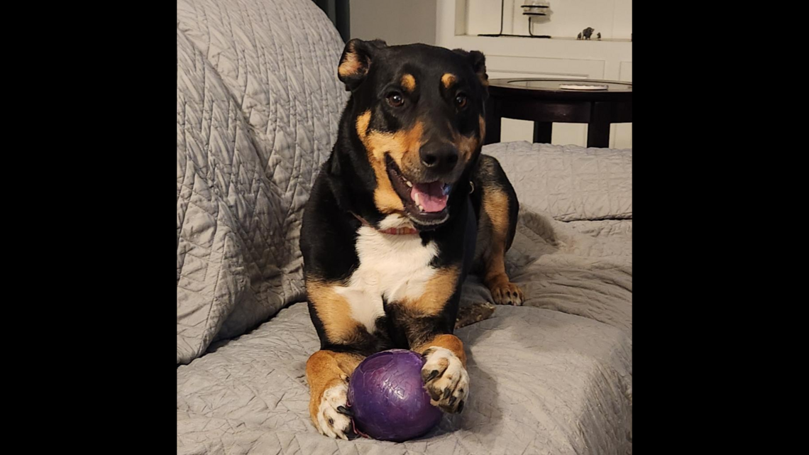 Sabrina the shepherd mix is sure to bewitch her people | Kansas City Star