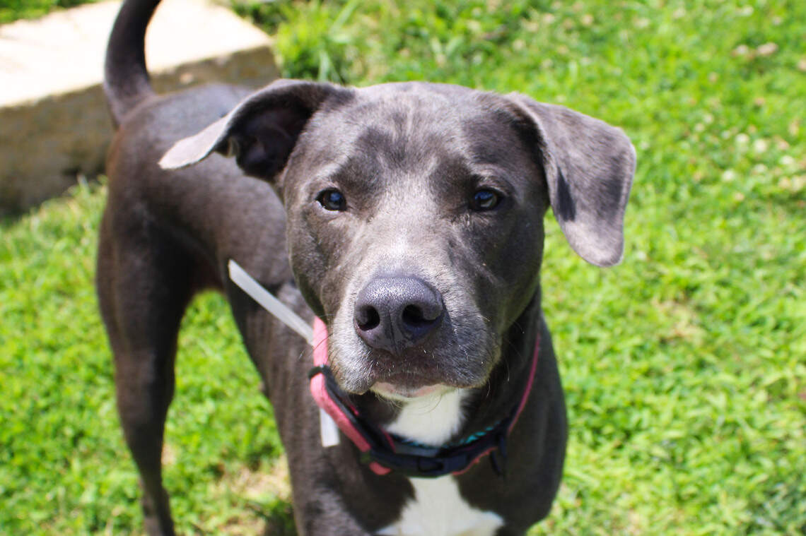 KC pets: Meet Mary the tabby cat & Draco the mixed breed dog | Kansas ...