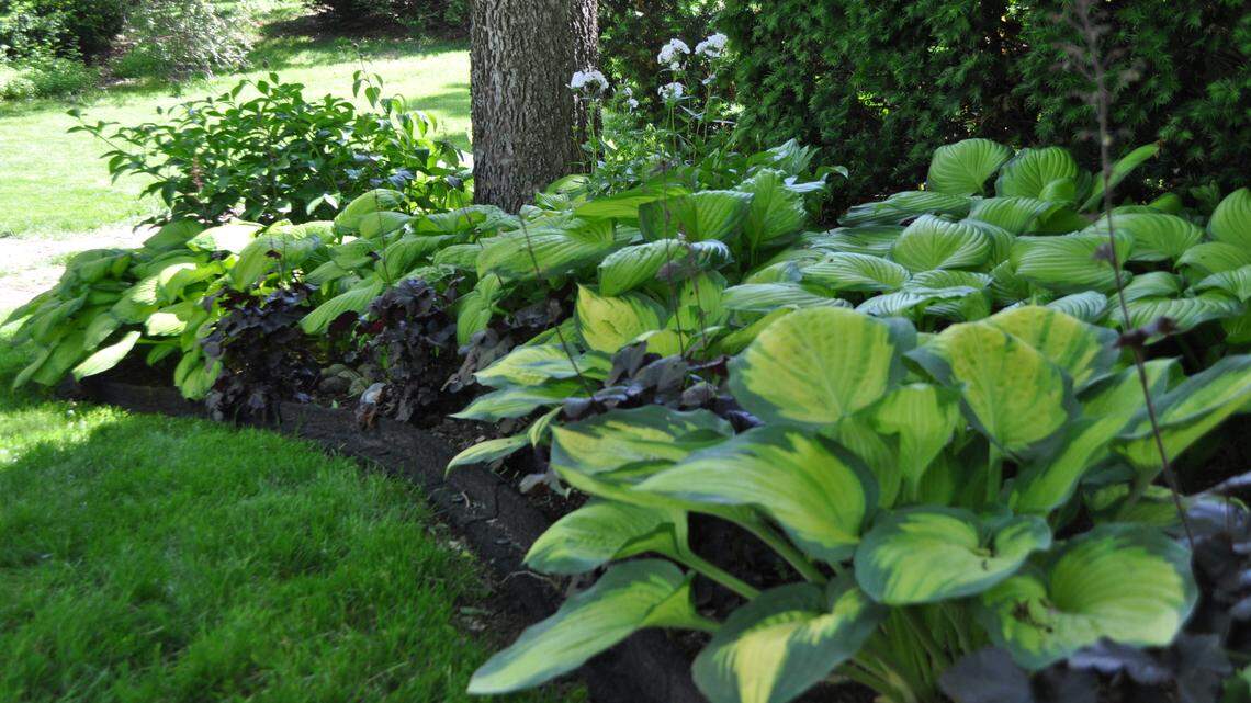 The best way to prep for summer? Embrace a shade garden | Kansas City Star