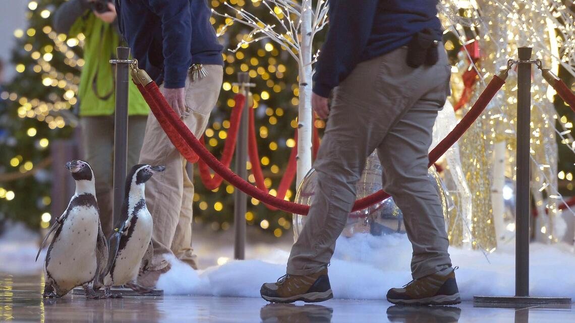 Photo gallery: Penguins from KC Zoo check out penguin holiday display ...