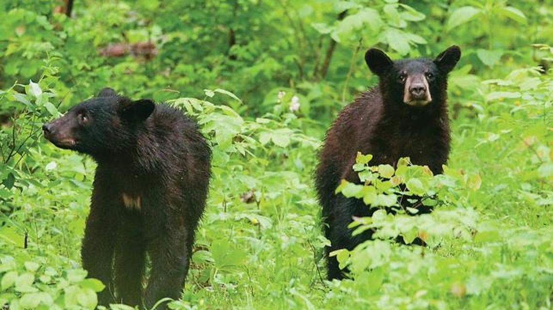 South Carolina black bear activity is up right now | The State