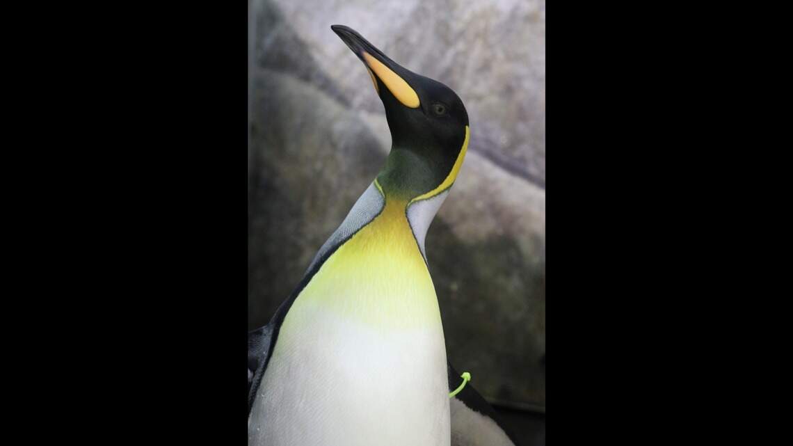 Kansas City Zoo’s penguin nominated for world’s best animal | Kansas ...