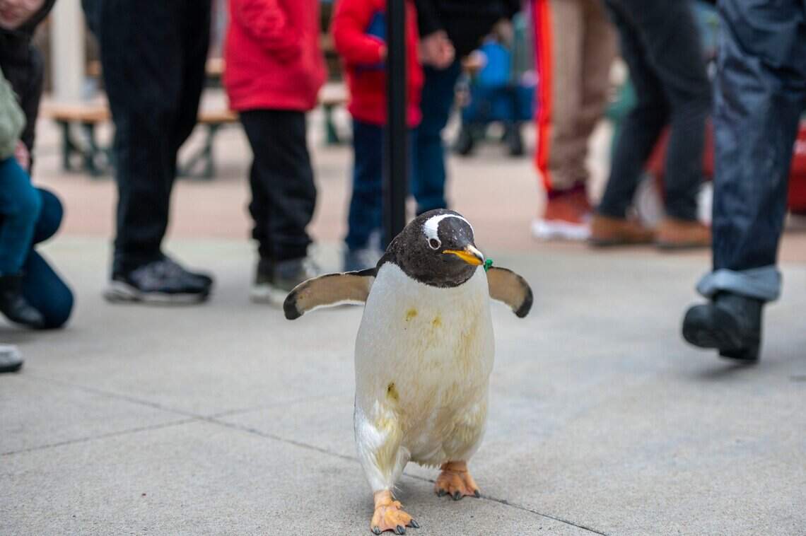 KC zoo to celebrate 10-year anniversary of penguin plaza | Kansas City Star