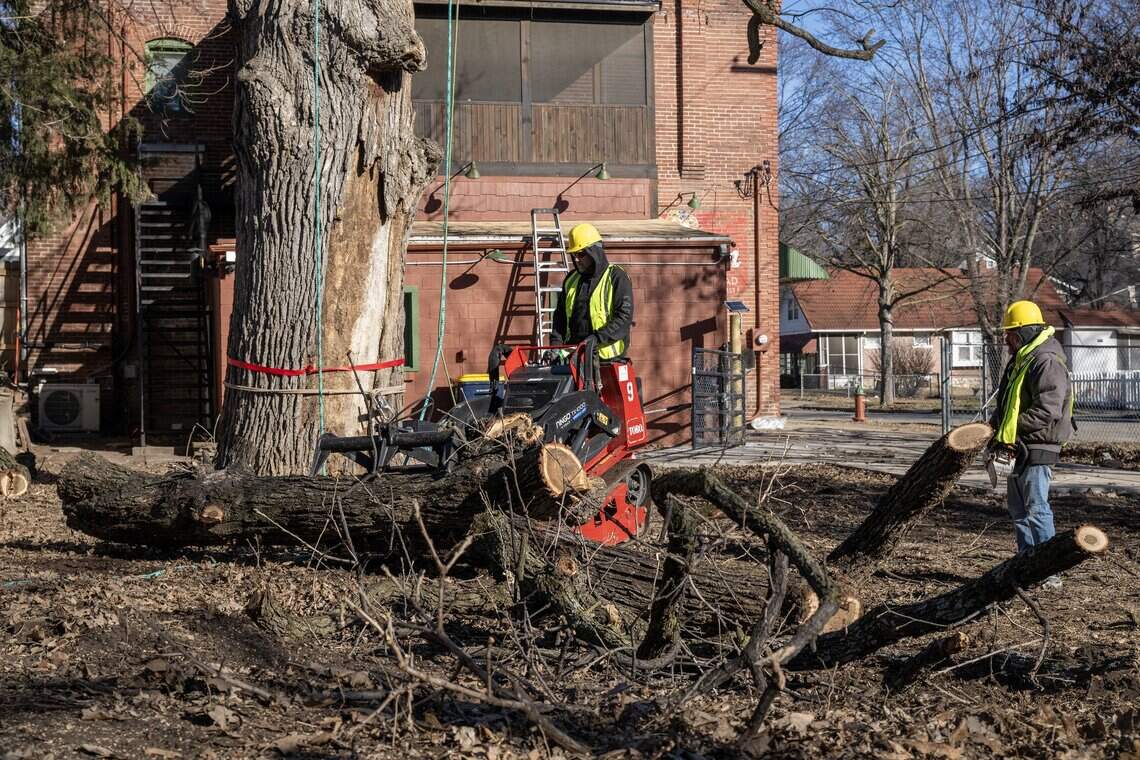 How 250-year-old Frank the tree was torn down in Kansas City | Kansas ...