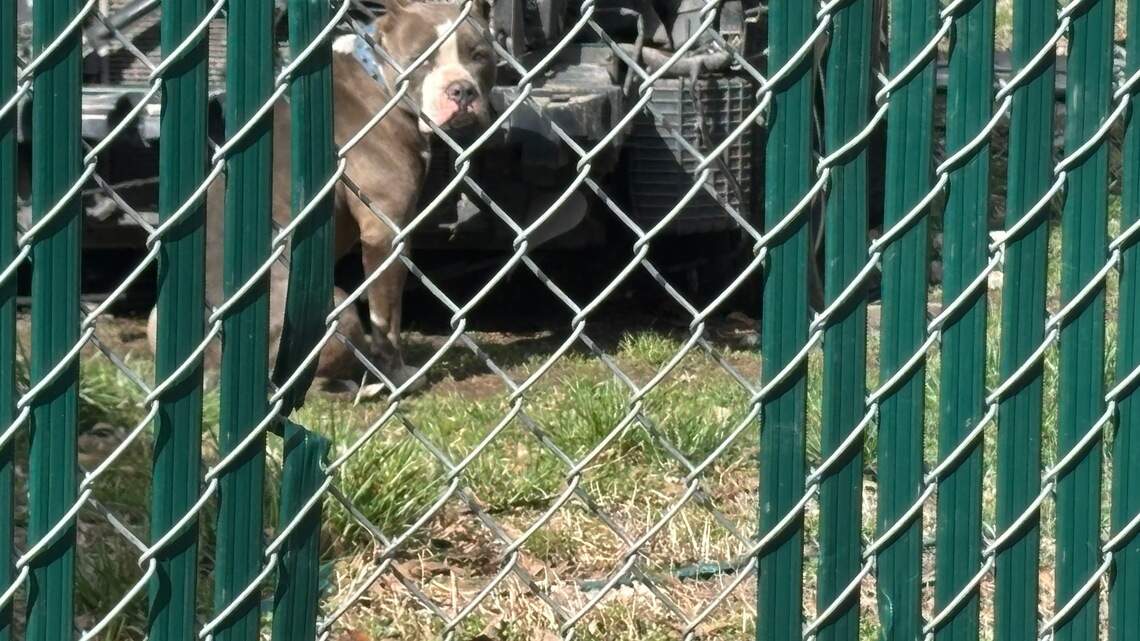 New documents reveal details of deadly KC dog attack | Kansas City Star