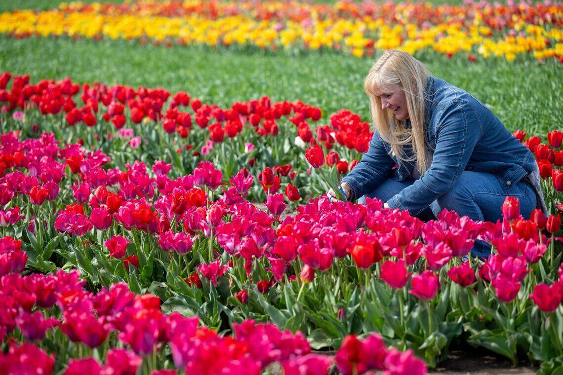 Tulip festival at The Fun Farm in Kearney, Missouri | Kansas City Star