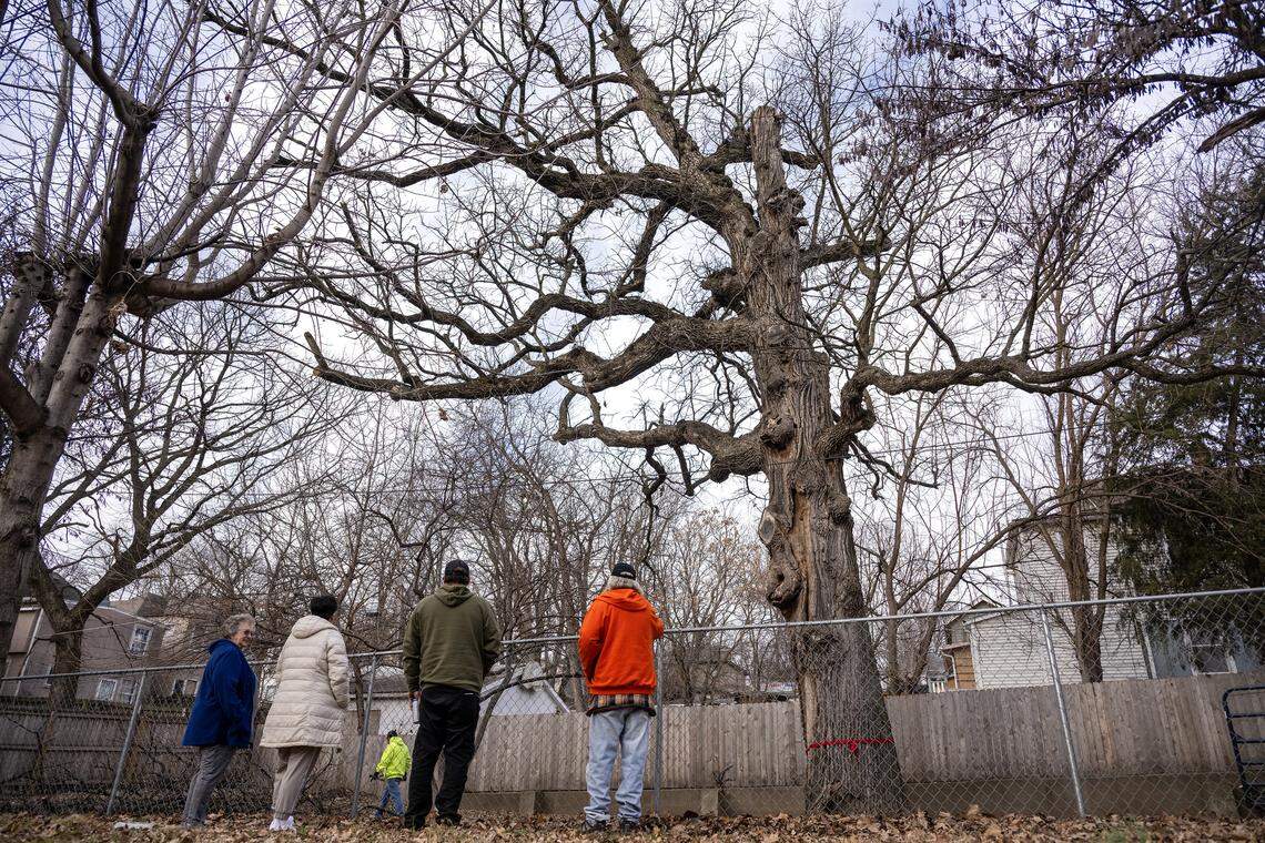 How 250-year-old Frank the tree was torn down in Kansas City | Kansas ...