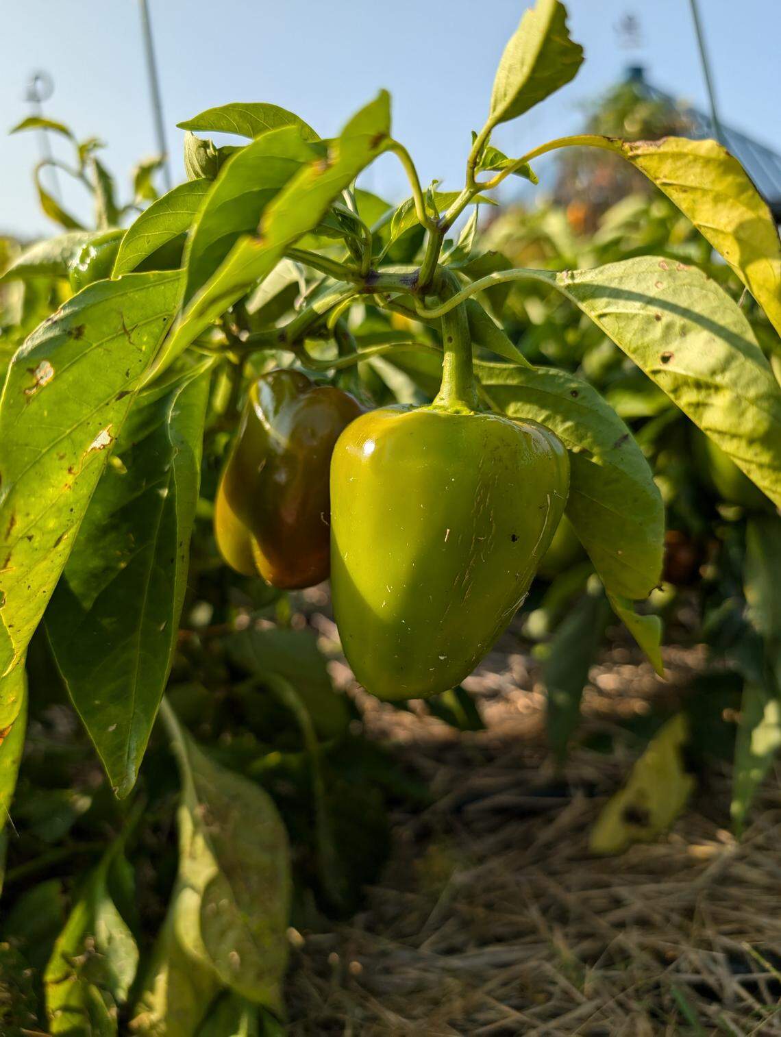 Build a resilient vegetable garden for Midwest extremes | Kansas City Star