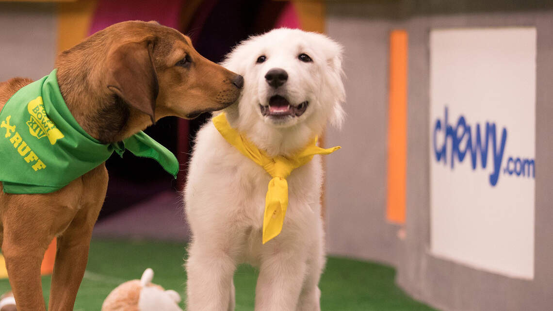 Pet company Chewy could hire up to 1,600 in Kansas City area | Kansas ...