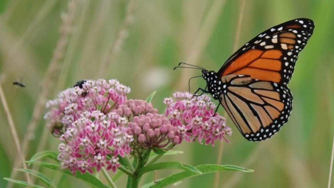 Help reverse the decline of monarch butterflies in Texas | Fort Worth ...