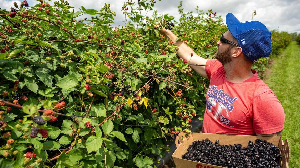 Gieringer’s Family Farm: Berry picking fun in Kansas | Kansas City Star