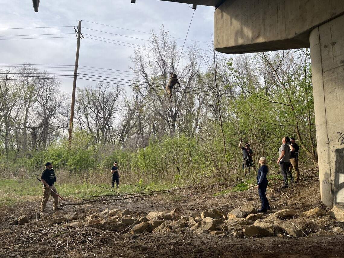 Mountain goat in KC suffered no broken bones during rescue | Kansas ...