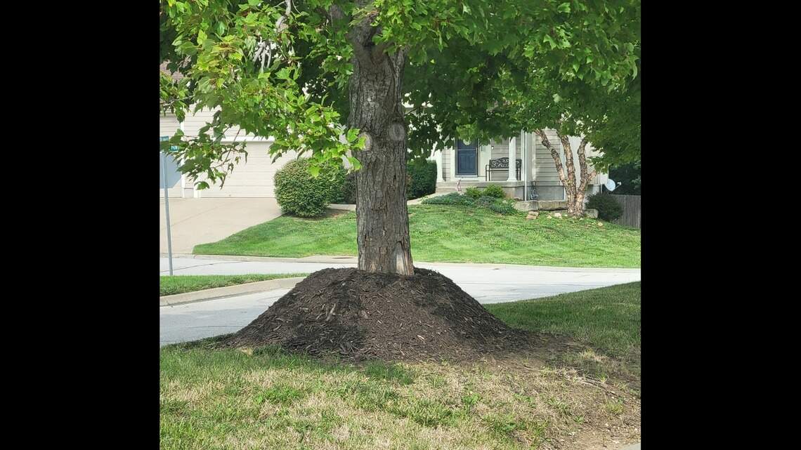 If you love your trees, stop the mulch volcano practice | Kansas City Star
