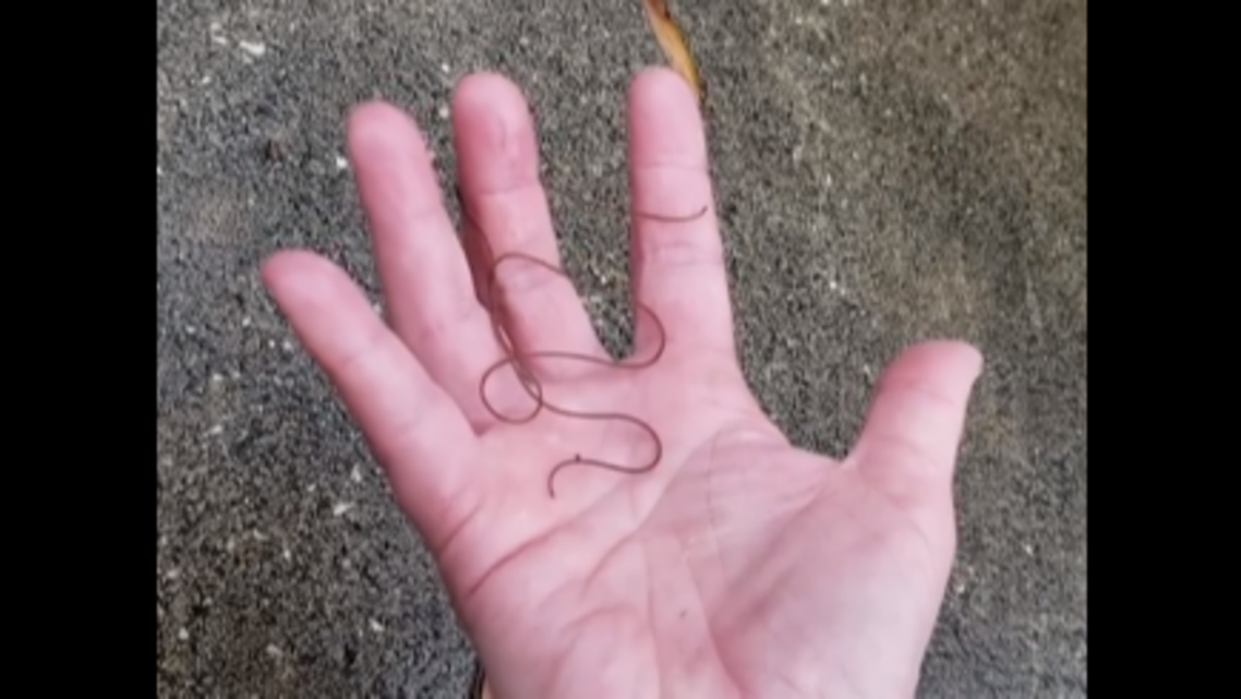Creepy parasite worm turns its host into zombie, experts say | Macon ...