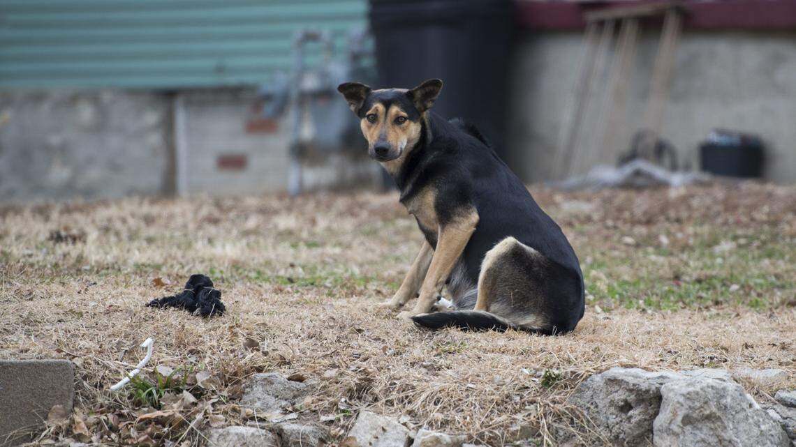 Kansas pet owners sue police for shooting, killing dogs | Kansas City Star
