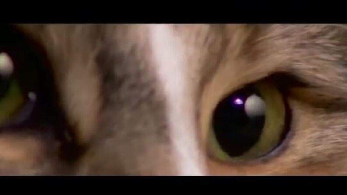 Fox’s video of Dodgers pitcher who is “part man, part cat” | Kansas ...