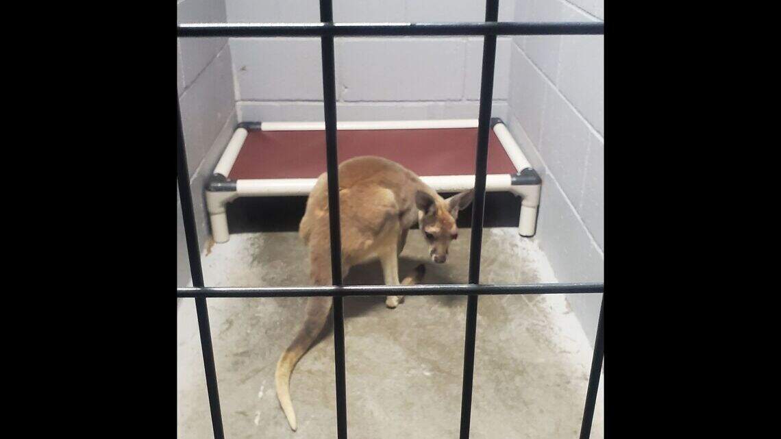 Injured baby kangaroo rescued from Kansas highway | Kansas City Star