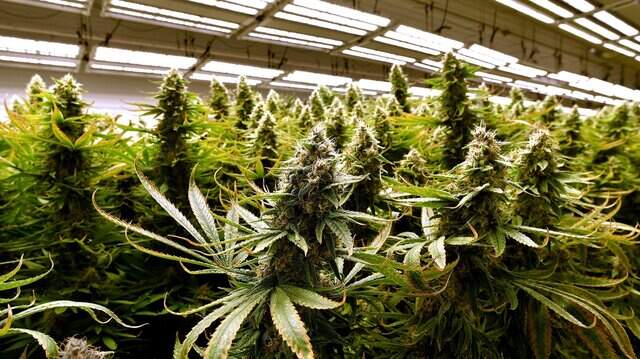 Amendment 3, legal weed in effect in Missouri. What’s next? | Kansas ...