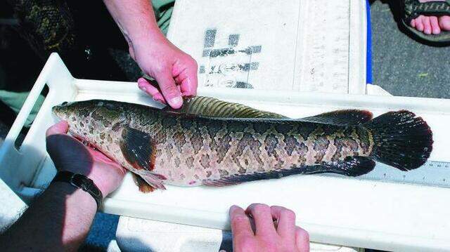 Invasive snakehead fish spotted twice in 2 weeks in Missouri | Kansas ...