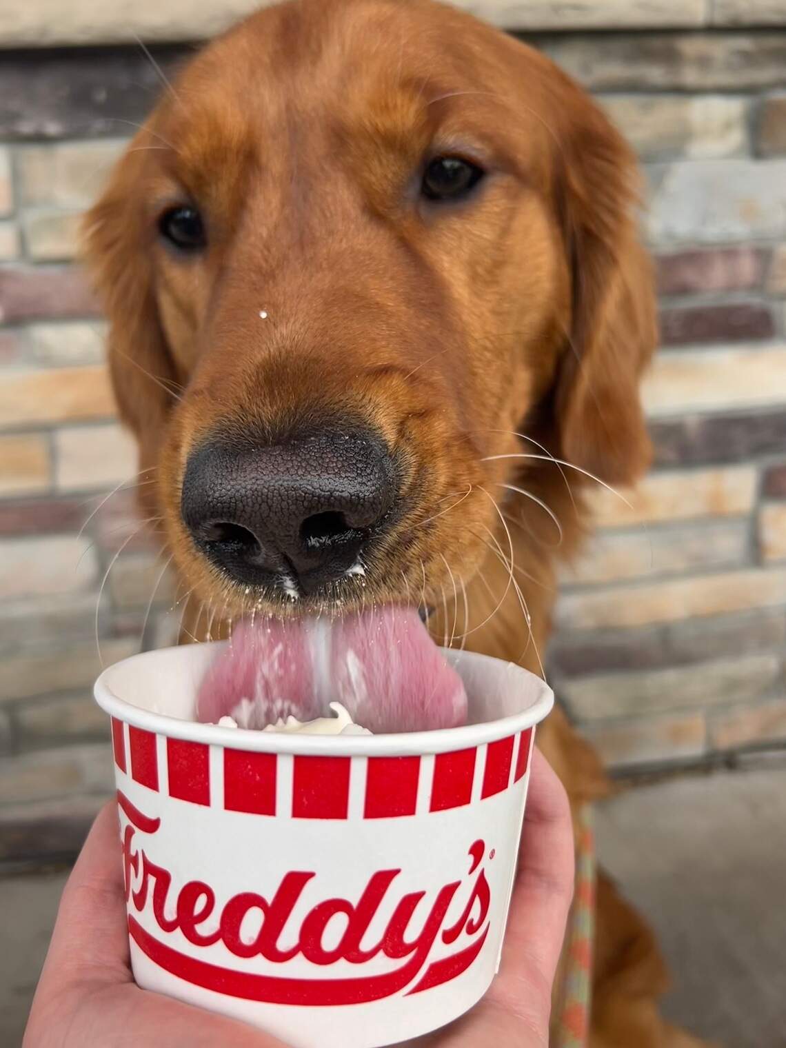 Guide to my dog’s favorite Johnson County restaurants, bars | Kansas ...
