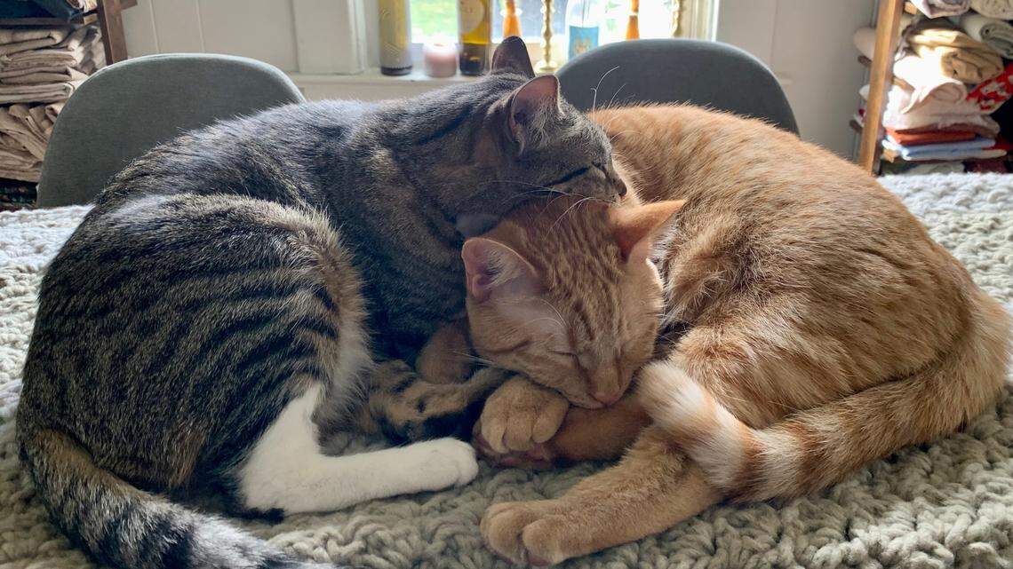 Submit cute Kansas City area cats to The Star’s pet contest | Kansas ...