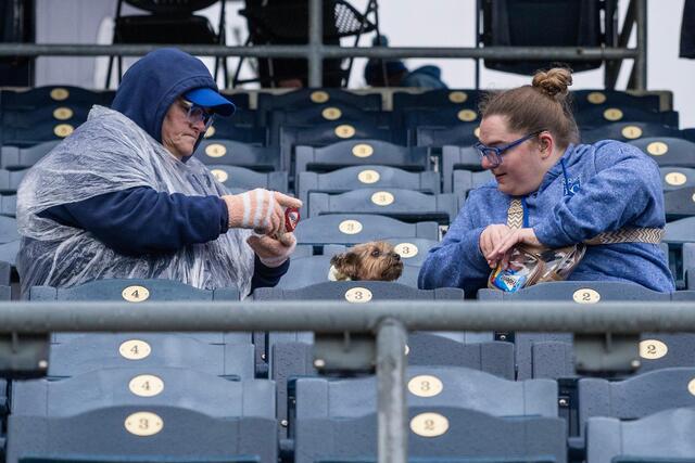 Photos of dogs at Kansas City Royals Bark at the Park night | Kansas ...