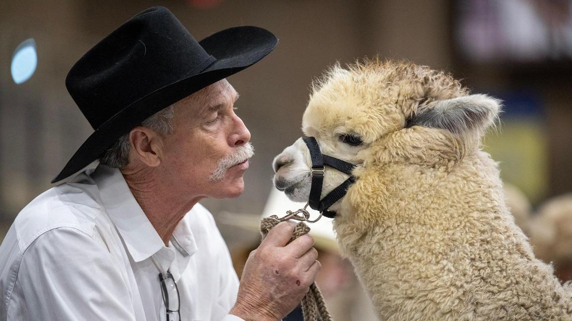 See inside MOPACA Alpaca Show in Kansas City’s West Bottoms | Kansas ...