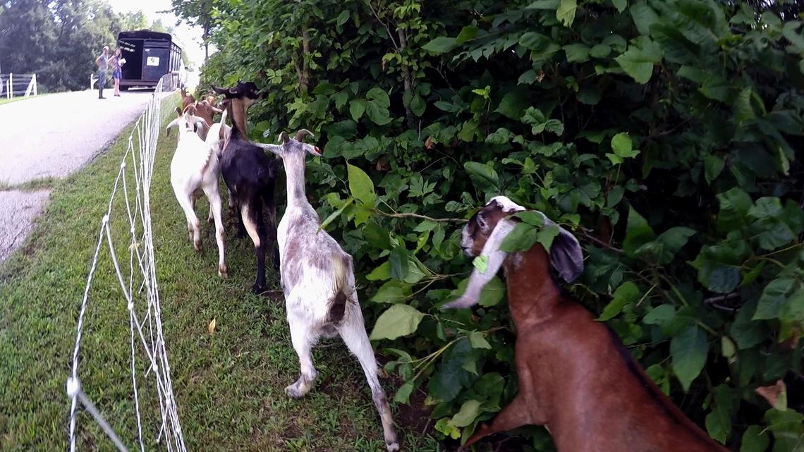 Goats on the Go will eat your overgrown grass, vegetation | Kansas City ...
