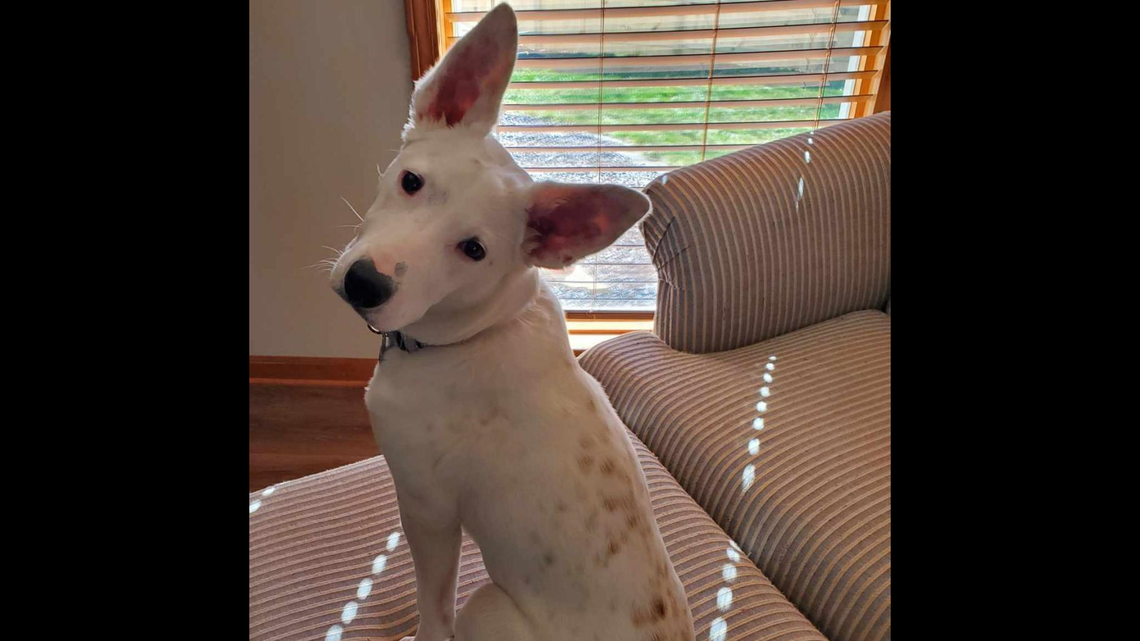 Come meet an active, affectionate young ‘Super Mutt’ today | Kansas ...