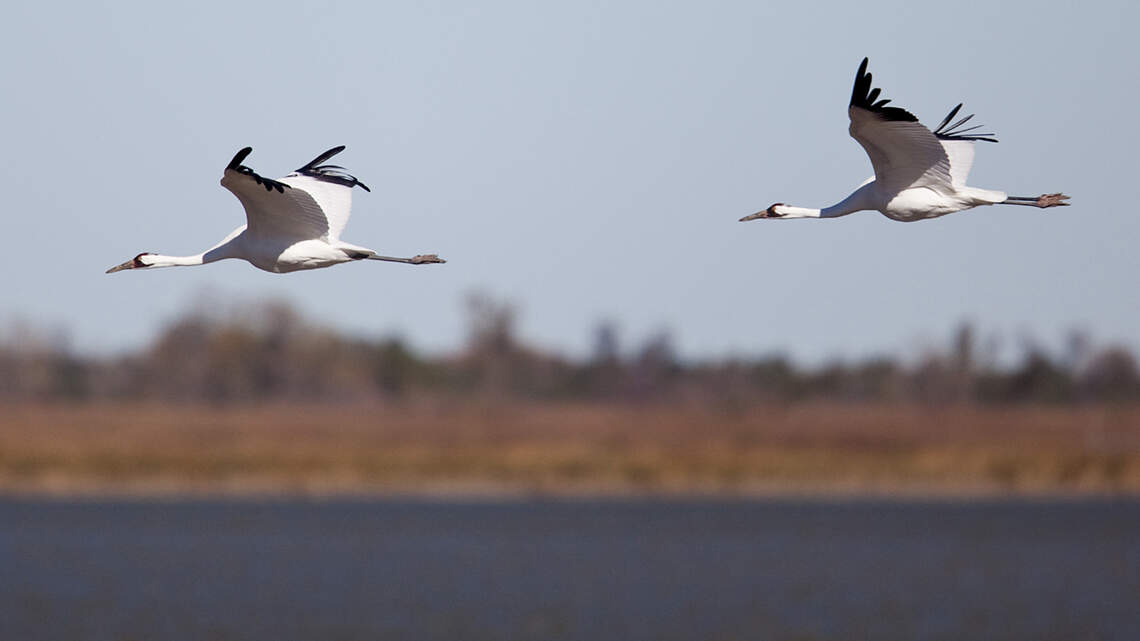 Don’t let planned Kansas solar farm hurt whooping cranes | Kansas City Star