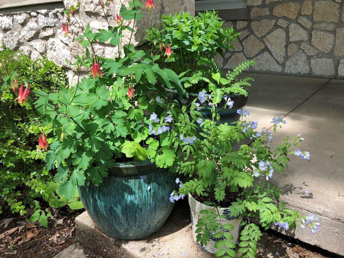 How to grow native plants in containers in Kansas City | Kansas City Star