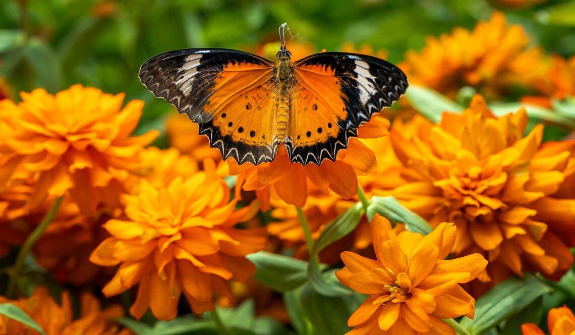 Powell Gardens acquires Colonial Gardens in Blue Springs | Kansas City Star
