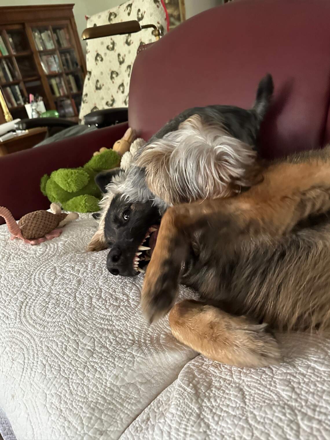 This is Kansas City area’s cutest dog, KC Star readers say | Kansas ...