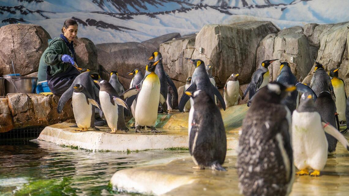 KC zoo to celebrate 10-year anniversary of penguin plaza | Kansas City Star