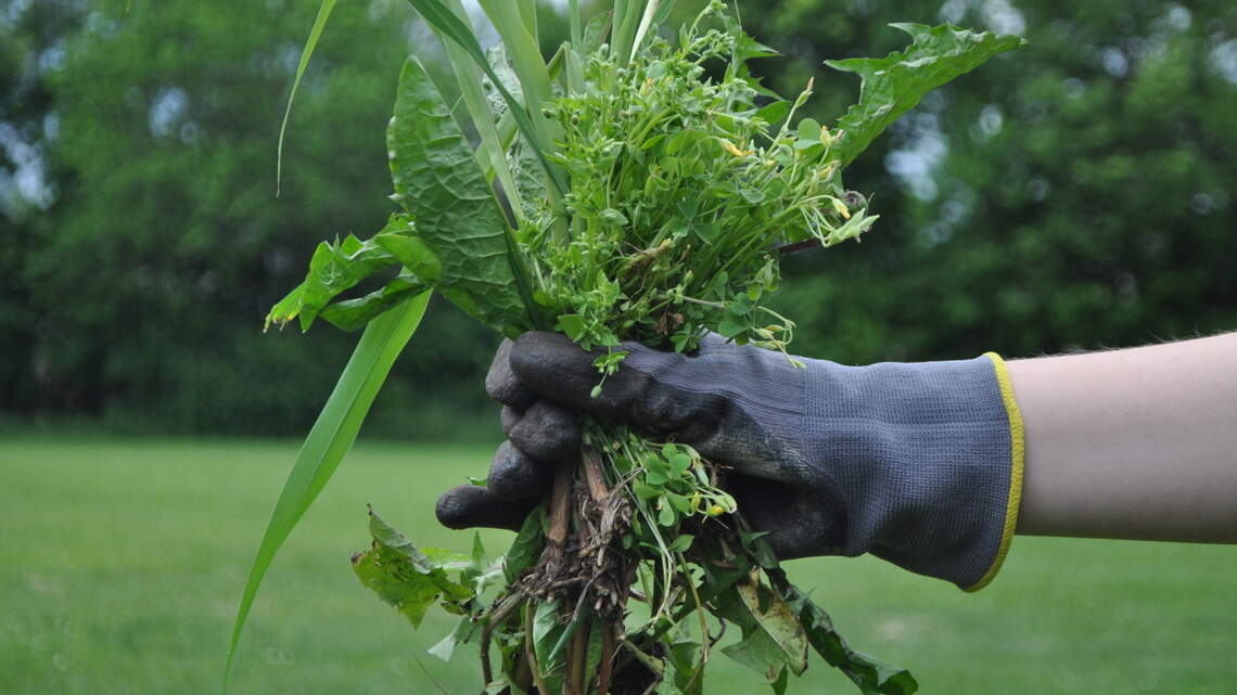 Consider this month-to-month lawn-care checklist | Kansas City Star