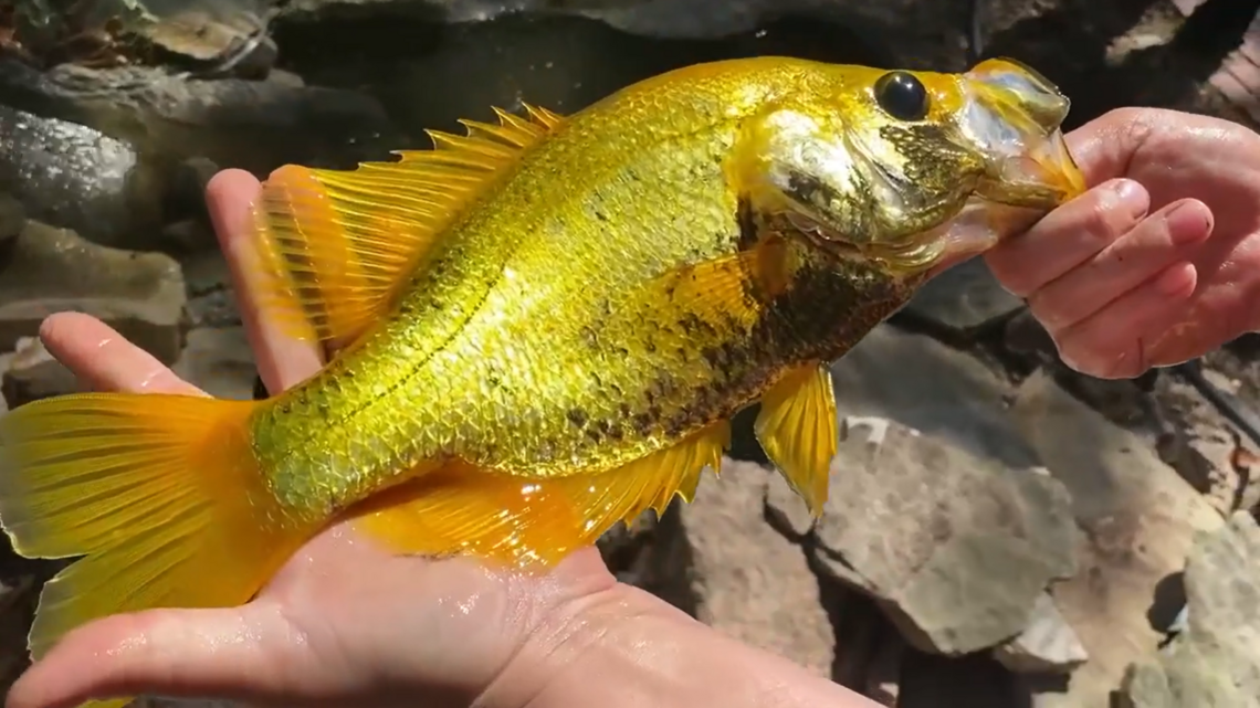 Fisherman catches rare golden crappie in a pond in Missouri | Kansas ...