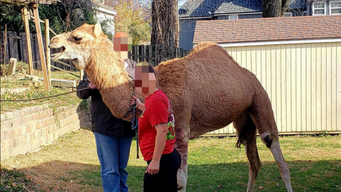 Bonner Springs, Kansas cops catch runaway camel after chase | Kansas ...