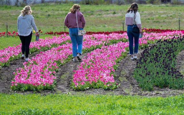 Tulip festival at The Fun Farm in Kearney, Missouri | Kansas City Star