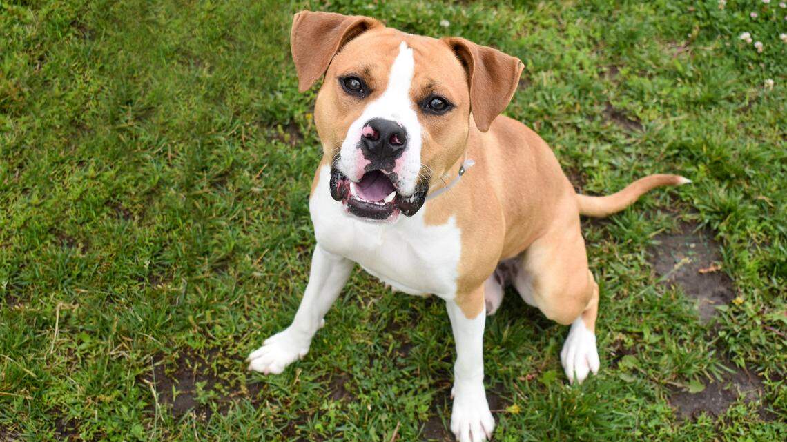 Meet Princess & Patrick, pets to adopt at Kansas City shelter | Kansas ...