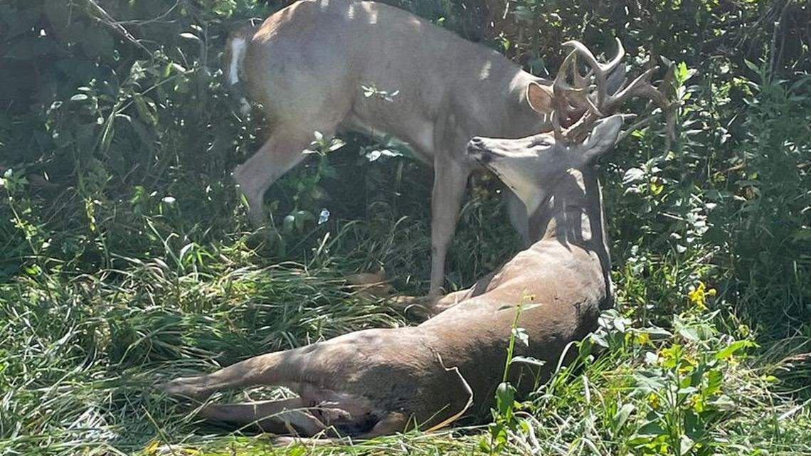 MO Conservation agents save life of 1 Platte County buck | Kansas City Star