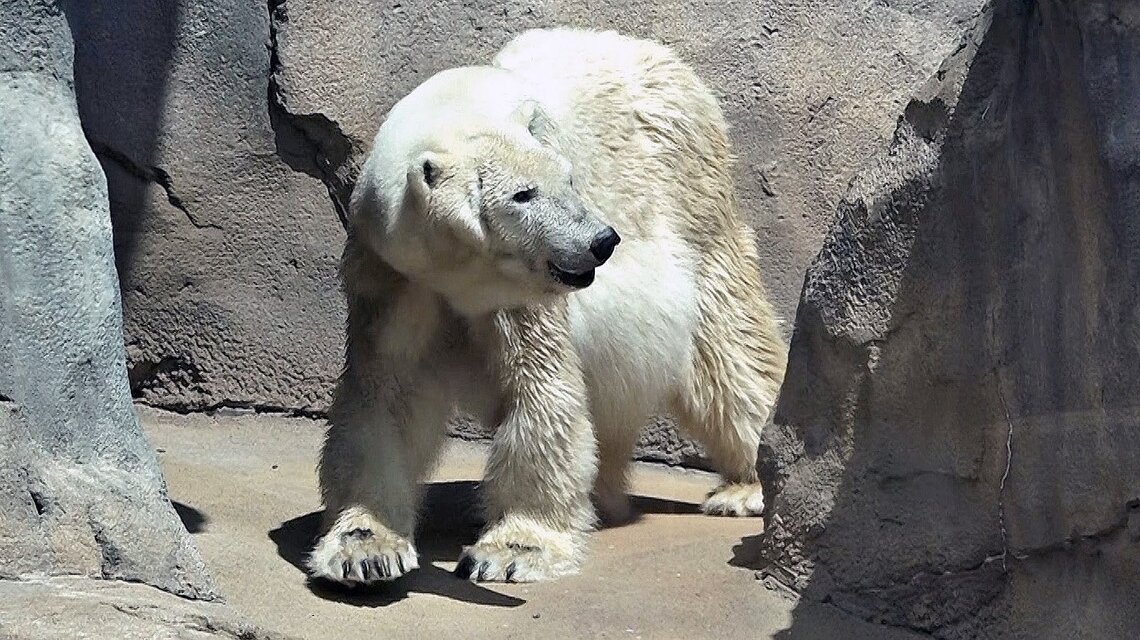 New polar bear at the KC Zoo, Bam Bam, came from Omaha | Kansas City Star