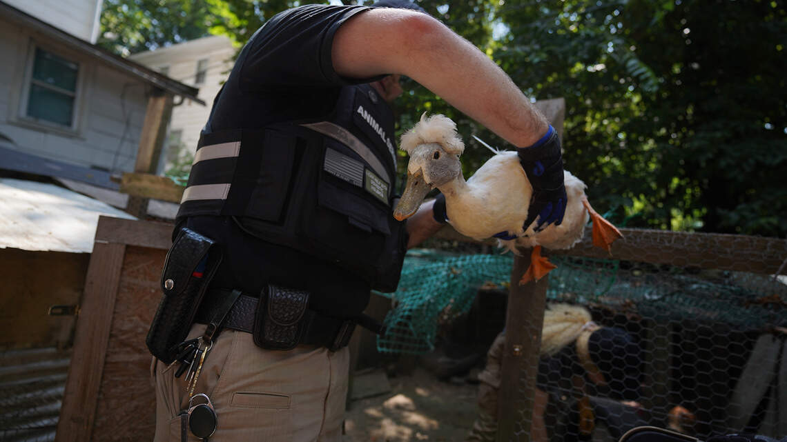 Animals found in ‘deplorable’ conditions at Kansas City site | Kansas ...