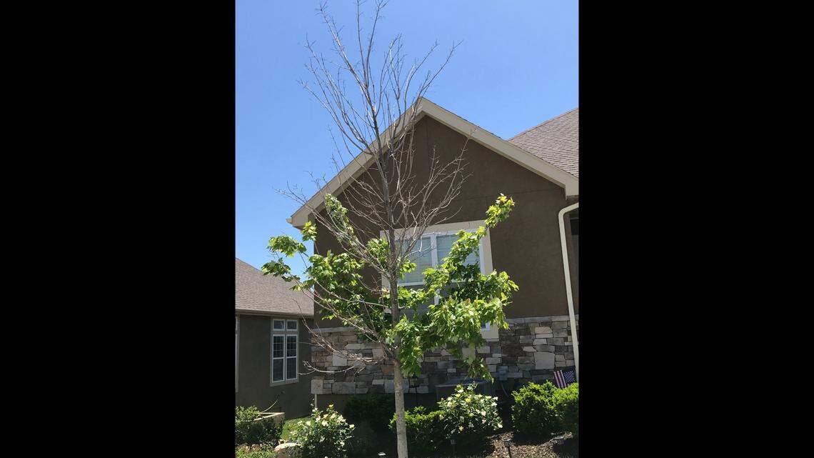 Watering young trees is a tricky business. Take these steps | Kansas ...