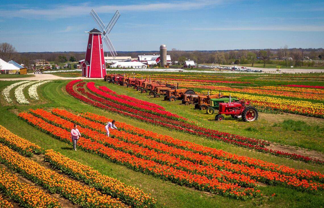 Tulip festival at The Fun Farm in Kearney, Missouri | Kansas City Star