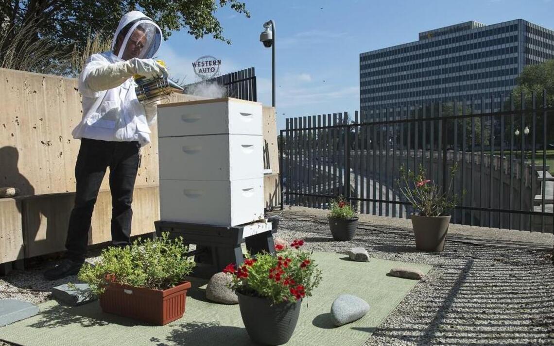 Meet four Kansas City area beekeepers doing their part to save bees ...