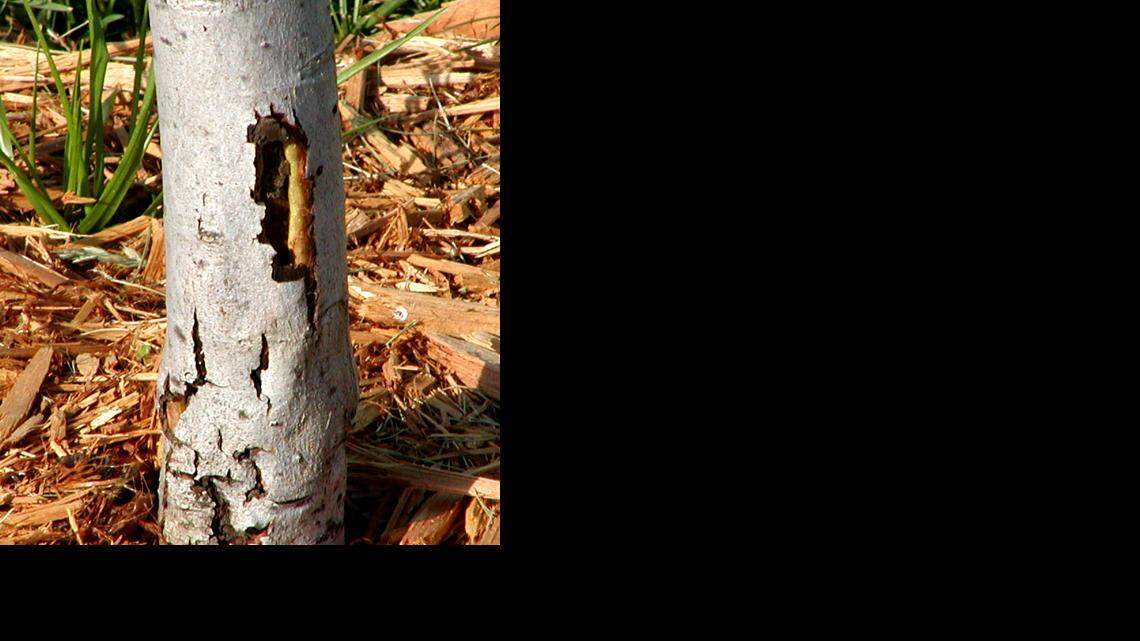 Red Maples have beautiful foliage, but trunk issues make it a bad ...