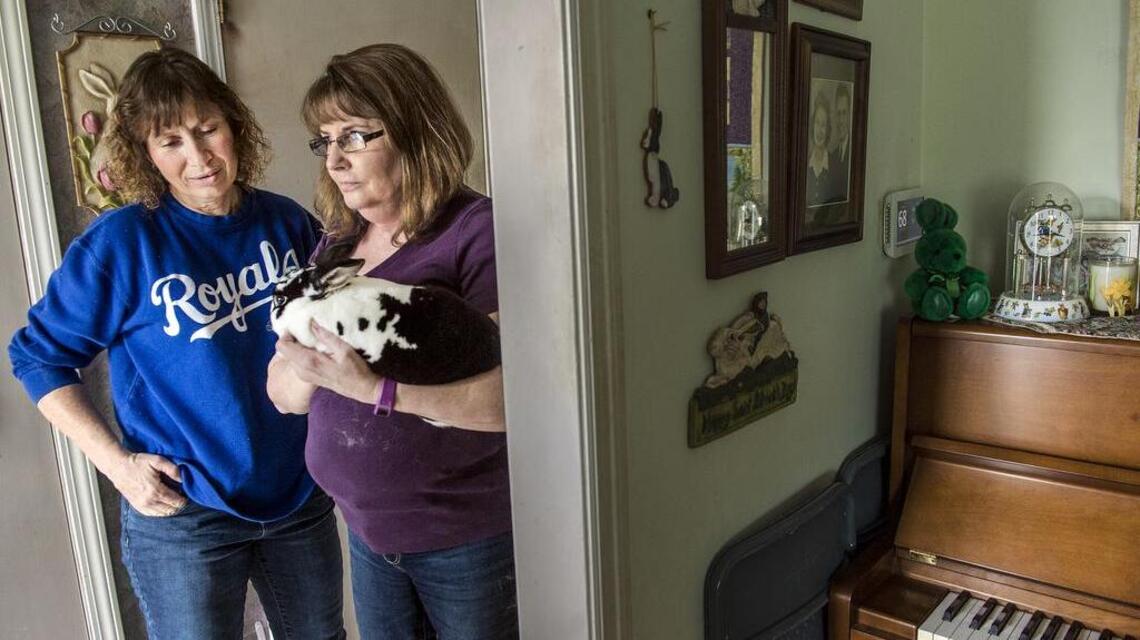 Don’t make impulse purchase of a pet rabbit at Easter time | Kansas ...