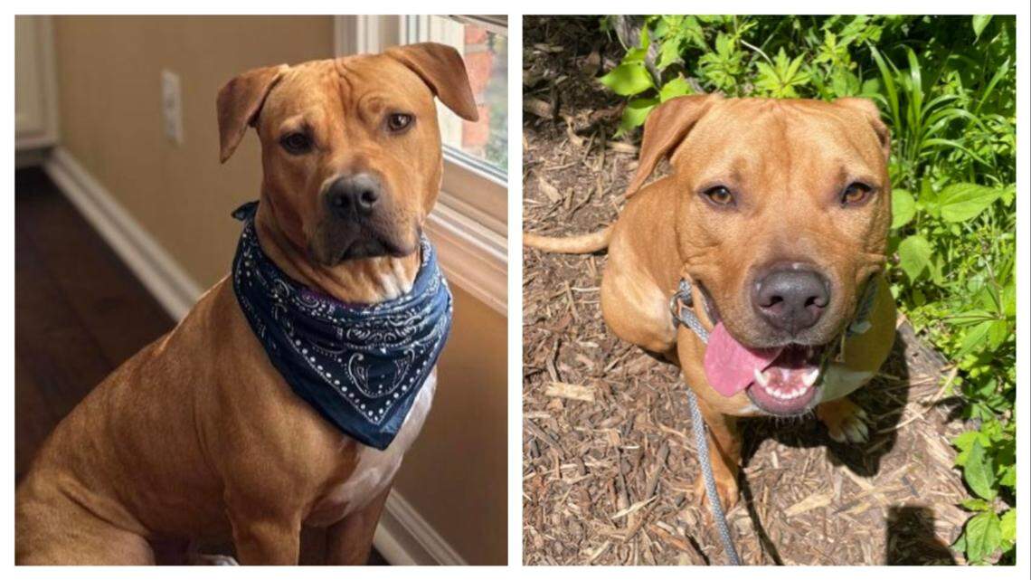 Indiana shelter dog with ‘charming personality’ needs a home | Kansas ...